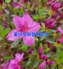 경기도 영산홍 연산홍 판매 철쭉 영산홍 자산홍 백철 산철쭉 연산홍 대왕철쭉 황철쭉 진달래 판매 네이버 블로그